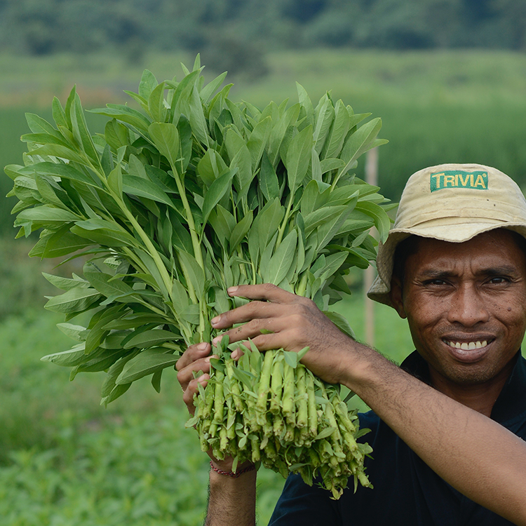 Sayur Gondo - Gondo / kg | Pasar Rakyat Bali
